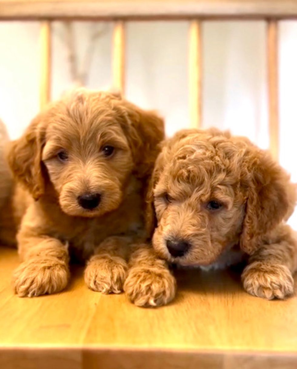 Mini Goldendoodle Breeder | Mini Bernedoodles | Three Mini Doodles